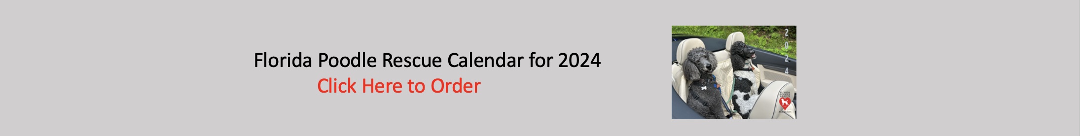 Our Available Poodles - Florida Poodle Rescue